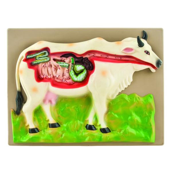 Eisco Labs Cow Digestive System Model ZM0126