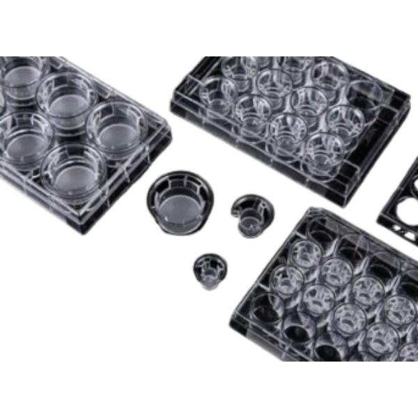Bellco 12 Cell Culture Inserts+24 Well Plate, 5.0 ?m, PC, TC, Sterile, 12/pk, 48/cs 4514-00138