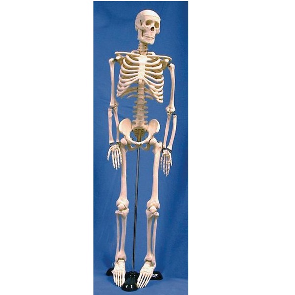 United Scientific 85 cm Human Skeleton Model HSKL85