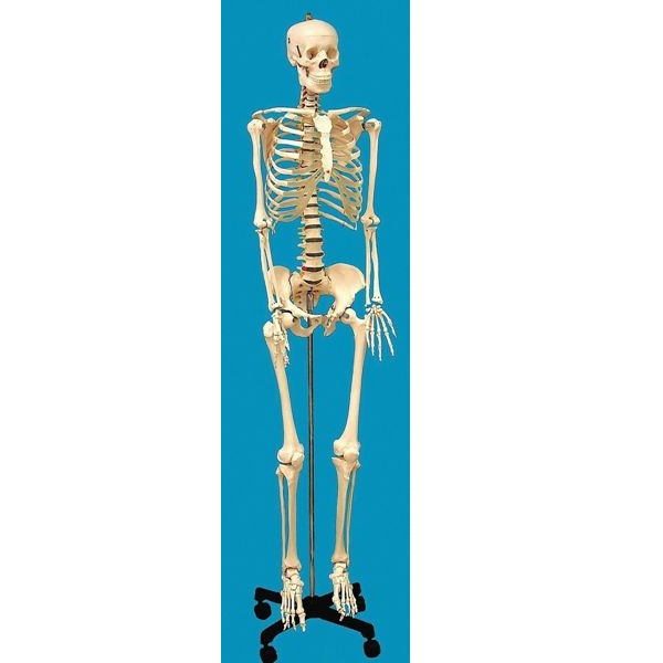 United Scientific Life-Sized Human Skeleton Model HSLS01 Lab Equipment ...