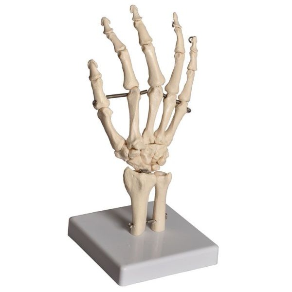 United Scientific Human Hand Model HUHN01
