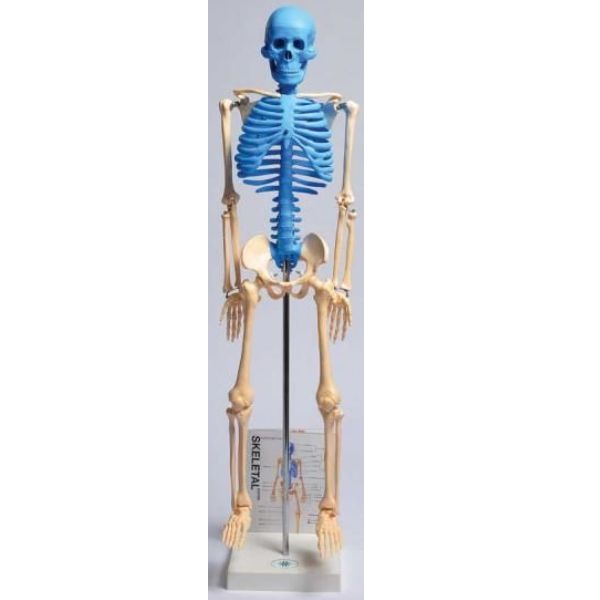 United Scientific Human Skeleton Model with Fold-Out Guide (Qty 1) MASKE1
