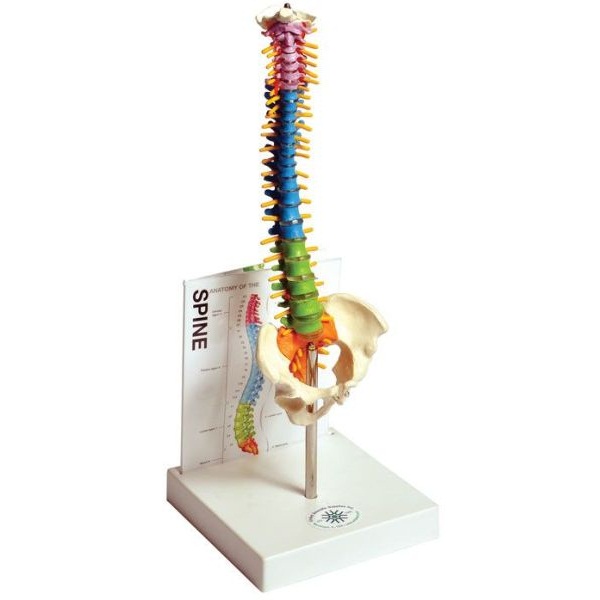 United Scientific Human Small Spine Model with Fold-Out Guide MASPN1