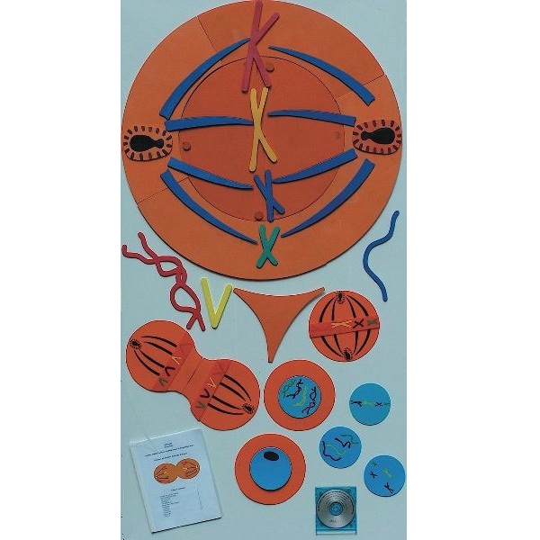 United Scientific Mitosis Manipulatives Kit MITKIT2