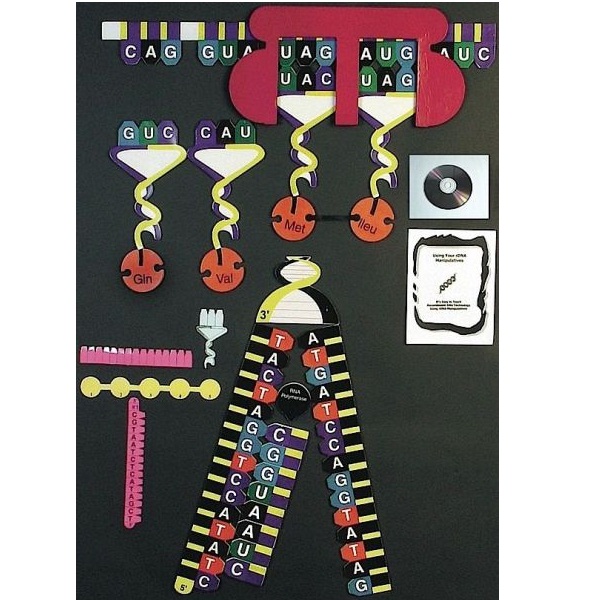 United Scientific Protein Synthesis Manipulatives Kit PSYKIT