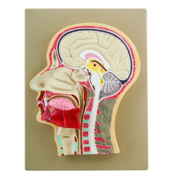 Eisco Life-Size Human Head Model, Half Median Section AM0018