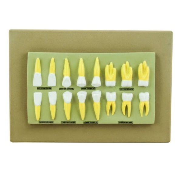 Eisco Labs Human Teeth Anatomical Model, Set of 16, 2 Times Life Size ...