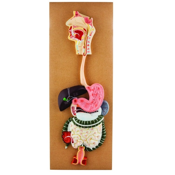Eisco Human Digestive System Model - Life Size - 2 Parts AM0093