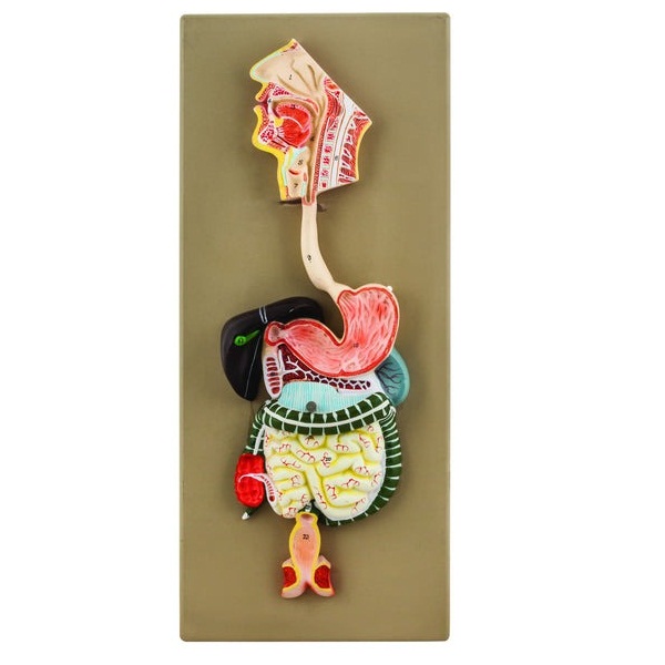 Eisco Human Digestive System Model - Half Size - 2 Parts AM0094