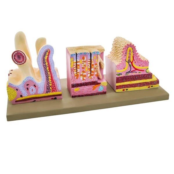 Eisco Labs Premium Human Digestive Canal Anatomical Model, Highly ...