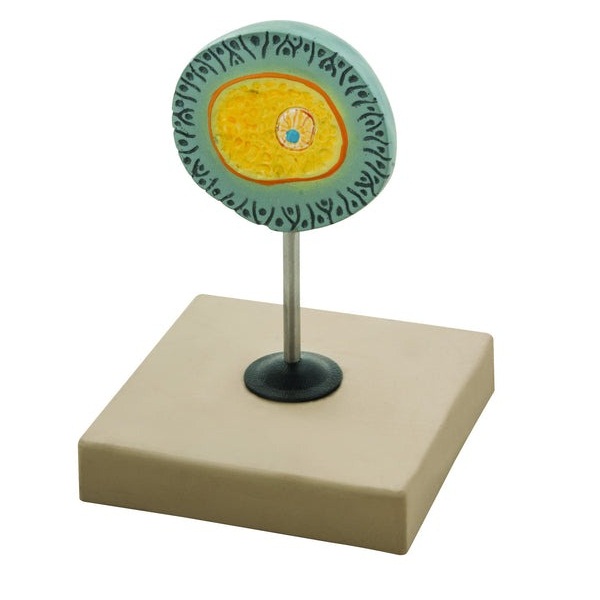 Eisco Labs Model of Human Female Egg - 6.5" Tall on 5"x 5" Base AM0115B