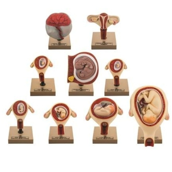 Eisco Pregnancy Series - Embryonic and Fetal Development, Set of 9 ...