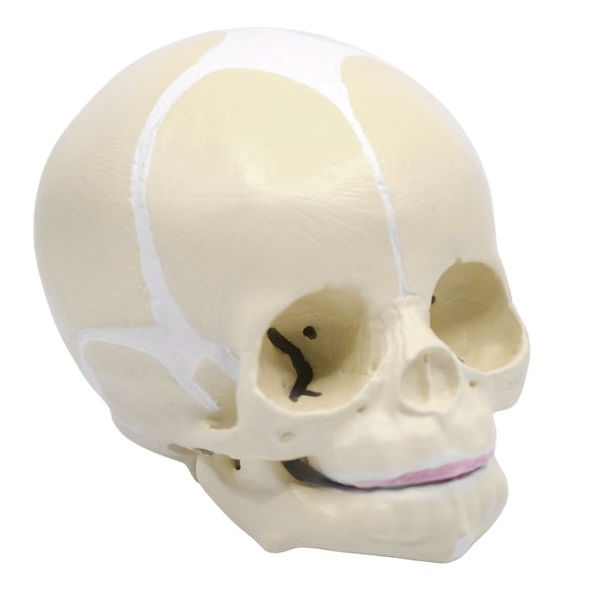 Eisco Life-Size Infant Human Skull Model with Articulated Mandible AM0127