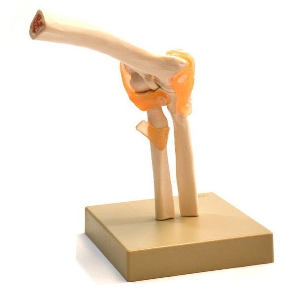 Eisco Labs Human Elbow Joint Anatomical Model, Life Size, Approx. 9'X7 ...