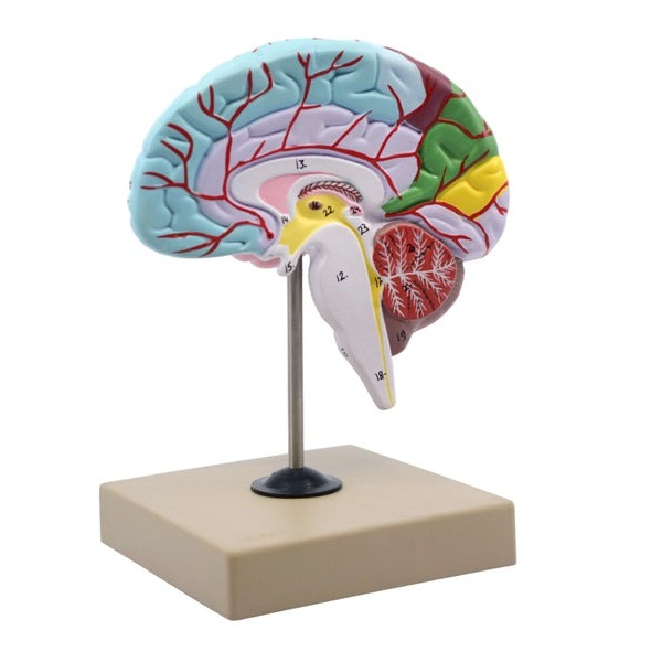 Eisco Human Half Brain Model - Life Size Cross Section - Color Coded ...
