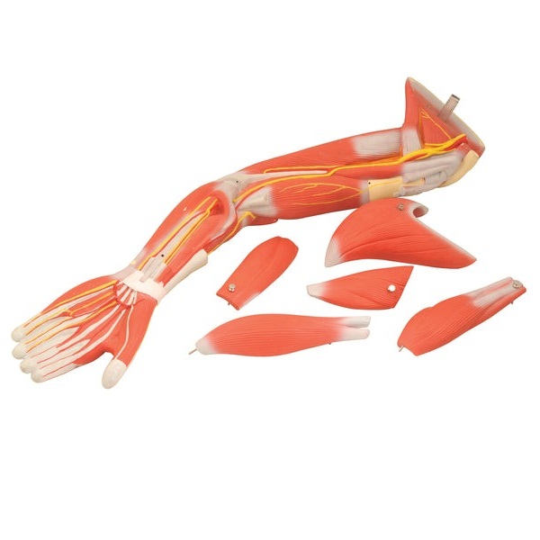 Eisco Human Muscular Arm Model Numbered with Stand AM0276S