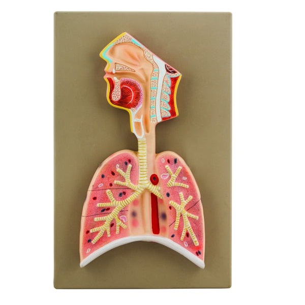 Eisco Labs Human Respiratory System Model, Half Live Size, Longitudinal ...