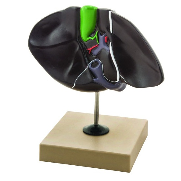 Eisco Labs Human Liver Model, Half Life Size, With Gall Bladder, 3 ...
