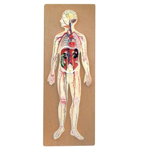 Eisco Human Circulatory System Model - Hand Painted, Numbered Details ...