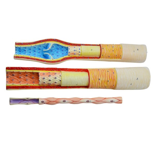 Eisco 3 Piece Artery, Vein and Capillary Model Set 13 Inch - Enlarged ...