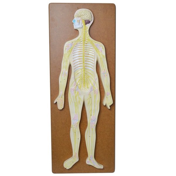 Eisco Nervous System Model, 32 Inch - Mounted - Great for Studying ...