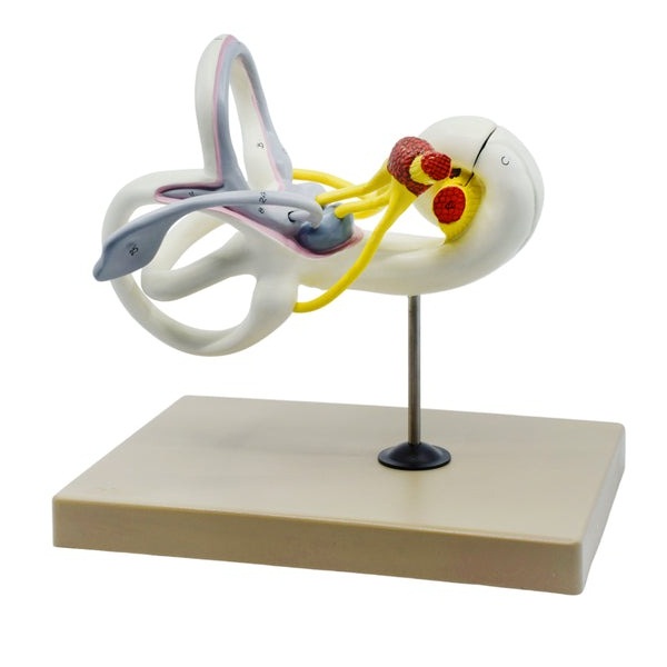 Eisco Inner Ear Labyrinth Model - 16X Life Size - Designed by Medical ...
