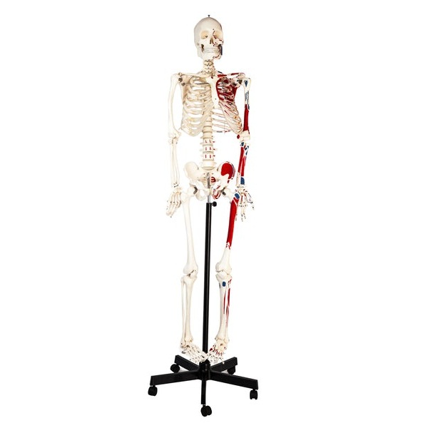 Eisco Full-Size Human Skeleton with Painted Muscles Model, Rod Mount ...