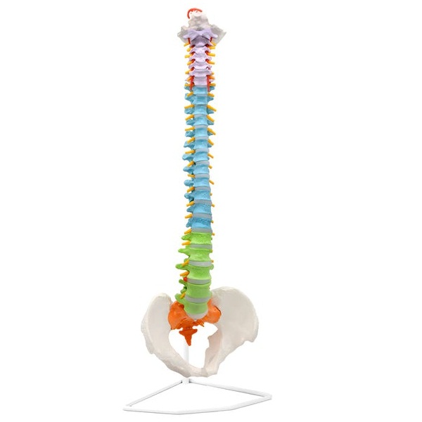 Eisco Human Spine Model, Flexible - 31.5" Height - Includes Mount ...