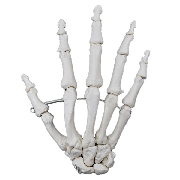 Eisco Hand Bone Model, Articulated - Right AMCH1020AS