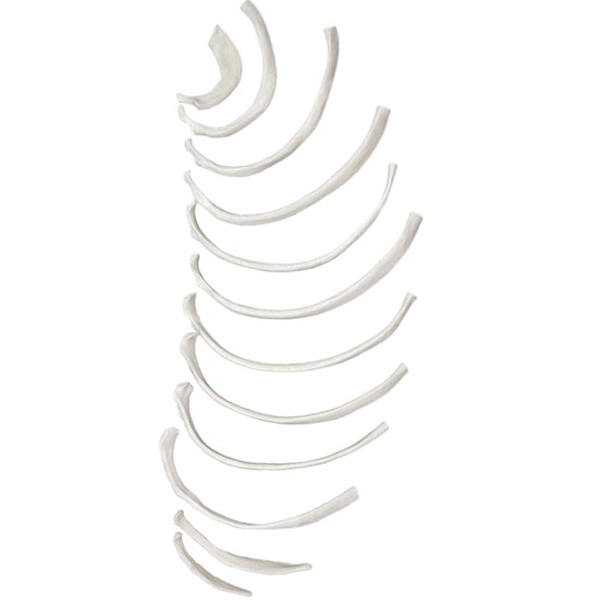 Eisco Disarticulated Rib Bones Set - Half Set 12 Bones - Human Rib Bone ...