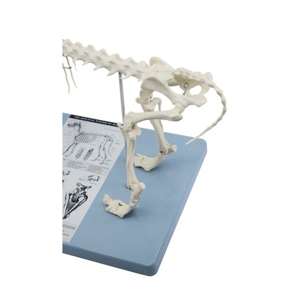 Eisco Adult Dog Skeletal System, Anatomical Model, 12" Tall AMCH1066AS