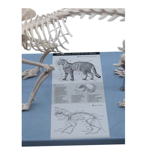 Eisco Adult Cat Skeletal System, Anatomical Model, 8.25" Tall AMCH1067AS