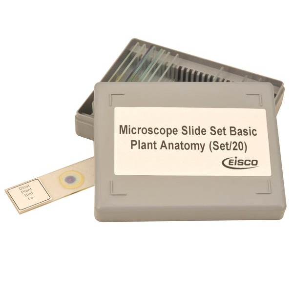 Eisco Plant Anatomy Microscope Slide Set - 20 Slides in Plastic Storage ...