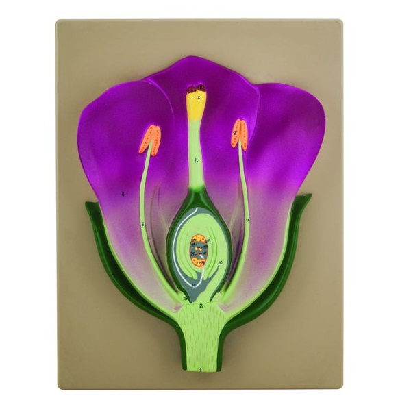 Eisco Typical Flower Model, Three Dimensional, Vertical Section with ...