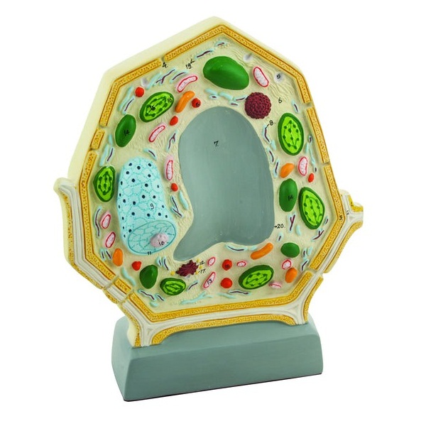 Eisco Hand Painted Plant Cell Model 10,000 times Enlarged BM0009