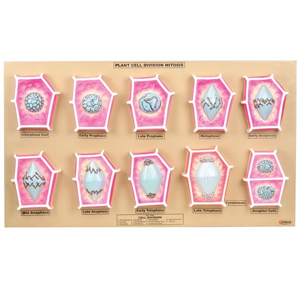 Eisco Plant Mitosis Model - Eisco Labs BM0036