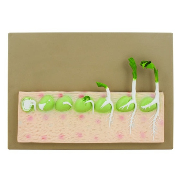 Eisco Labs Seed Germination Model (Pea) On Base; 14 inches BM0046