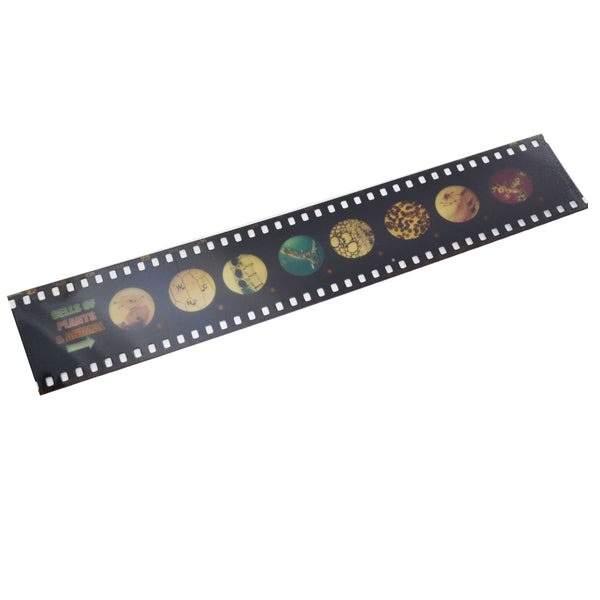 Eisco Multi-Slide Viewer Set - Includes One Slide Strip & Instructions ...