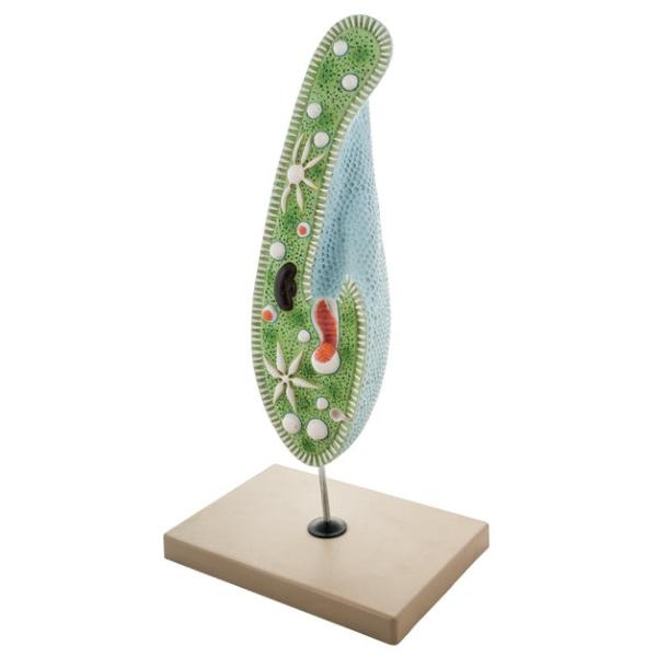 Eisco Slipper Animalcule Paramecium Model, Three Dimensional, Sectional ...