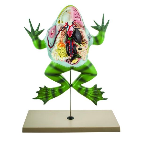 Eisco Labs Frog Dissection Model ( Bull Frog ) on Stand ZM0022AST