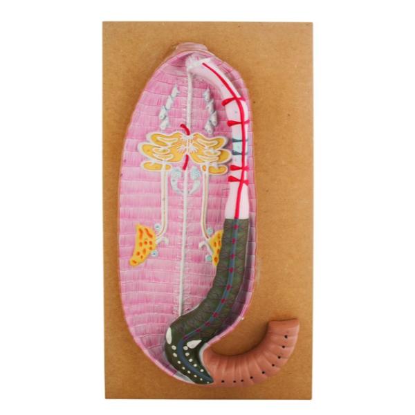 Eisco Labs Premium Earthworm Dissection Model, Very Large Size ...