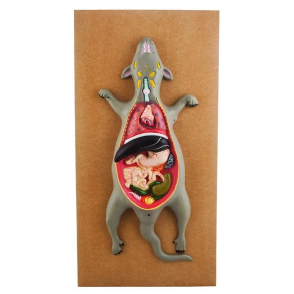 Eisco Labs Male Rat / Mouse Dissection Anatomical Model 24" x 12 Base ...