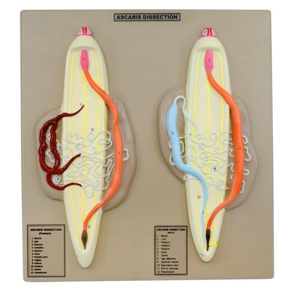 Eisco Ascaris Model, Male & Female - Enlarged, Dissection with Hand ...