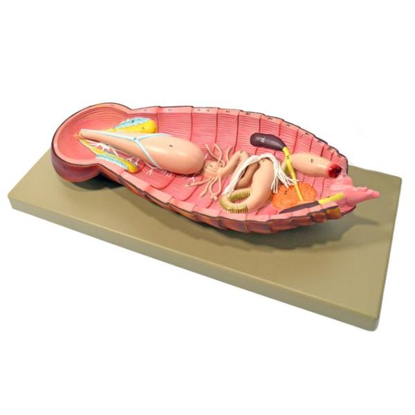 Eisco Labs Model Cockroach Dissection Showing All Internal Parts w ...