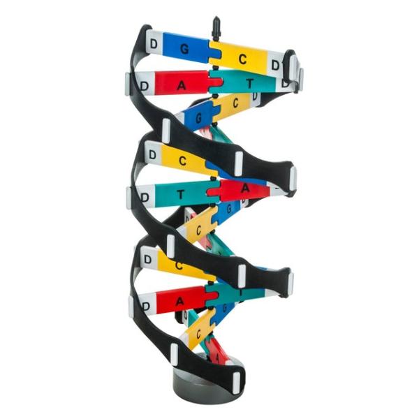 Eisco DNA Model Kit ZM0058 Lab Equipment | Spectra Services