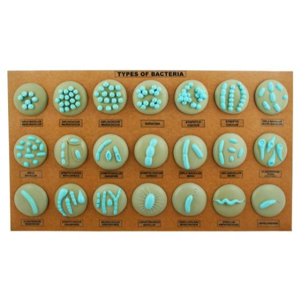 Eisco Labs Types of Bacteria Model - 21 Different Models Mounted On ...