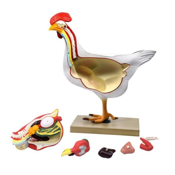 Eisco Chicken Anatomy Model, 6 Parts - Life Size ZM25AS