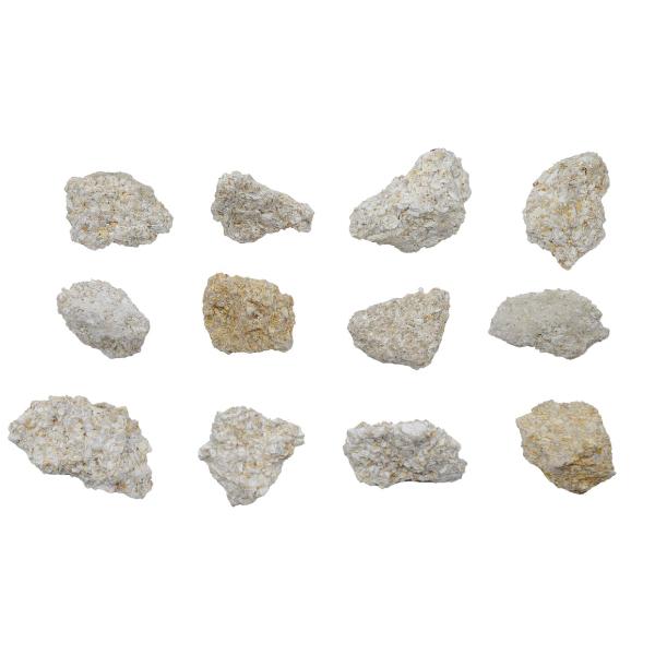Eisco 12 Pack - Raw Coquina, Sedimentary Rock Specimens - Approx. 1 ...