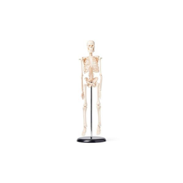 United Scientific Human Skeleton Model, 42 cm (Qty 1) HSKL42