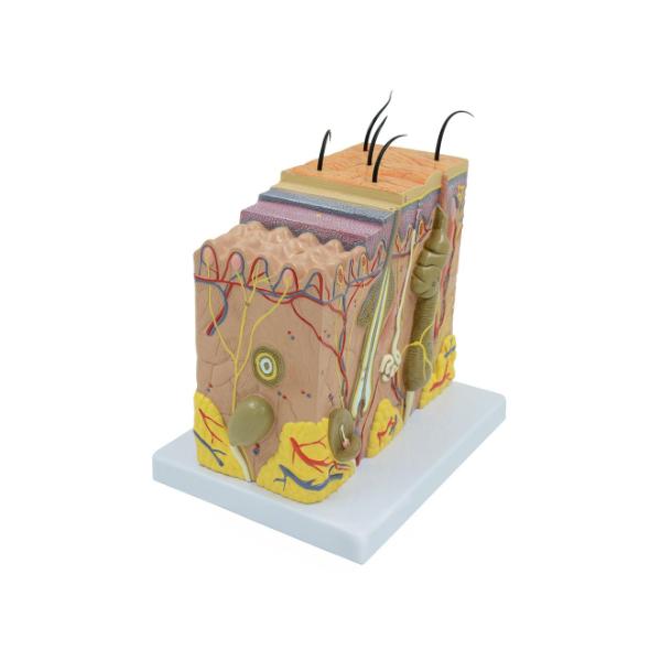 United Scientific Skin Model 70 Times Enlarged (Qty 1) MAHS02